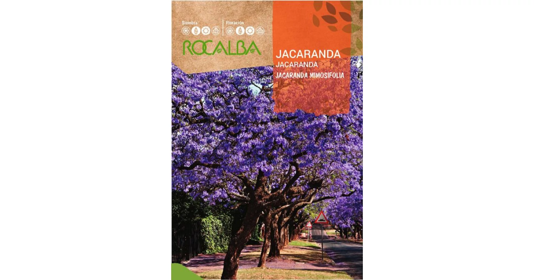 Jacaranda mimosifolia – Látványos lila virágú díszfa